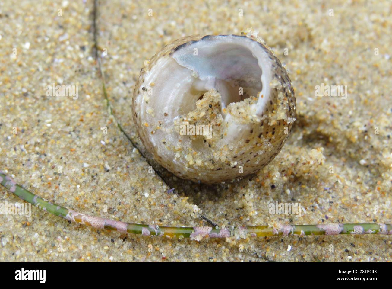 Western Banded Tegula (Tegula eiseni) Mollusca Stock Photo - Alamy