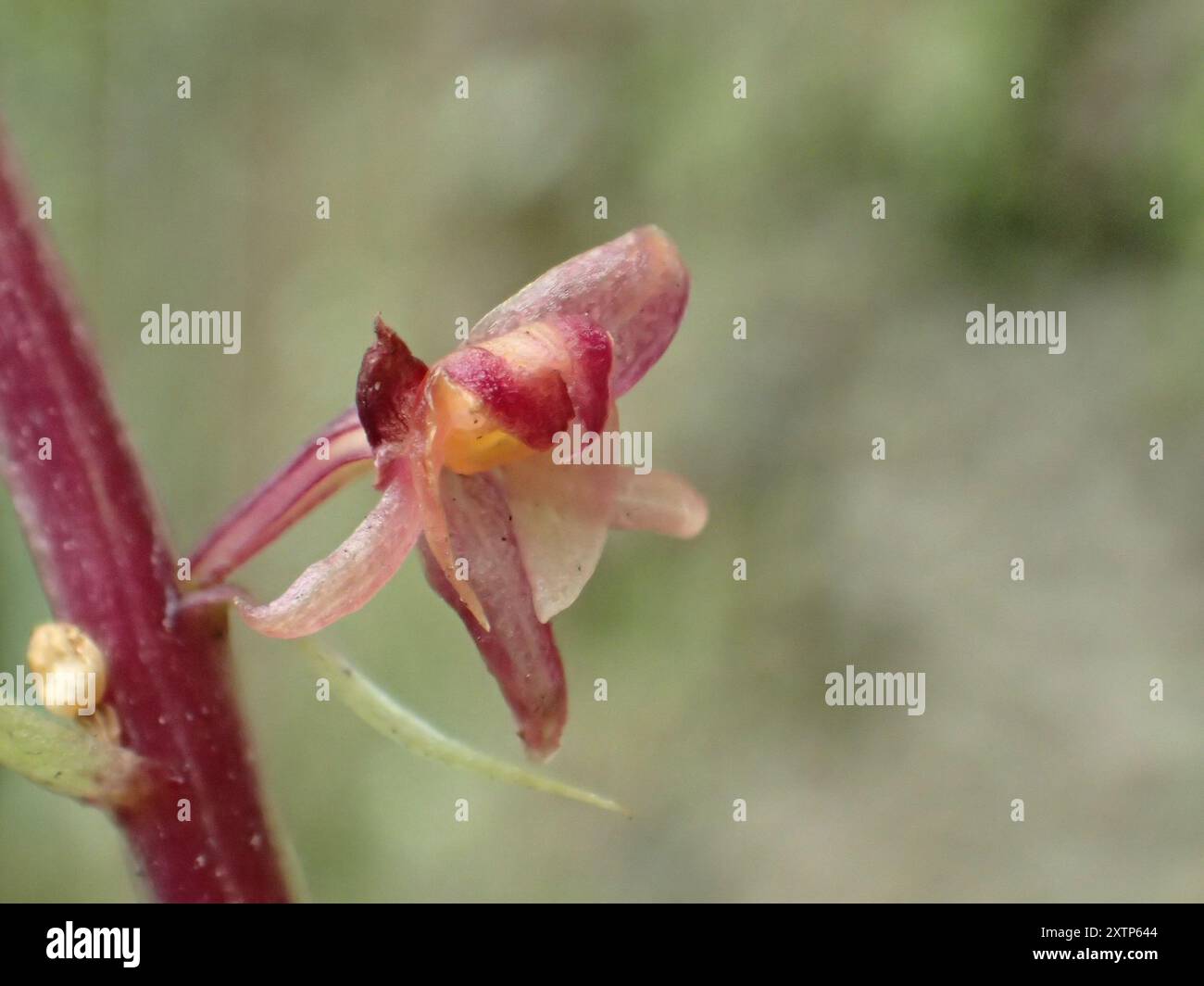 (Crepidium purpureum) Plantae Stock Photo - Alamy