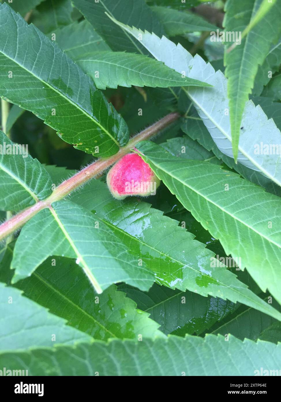 Sumac Gall Aphid (Melaphis rhois) Insecta Stock Photo - Alamy