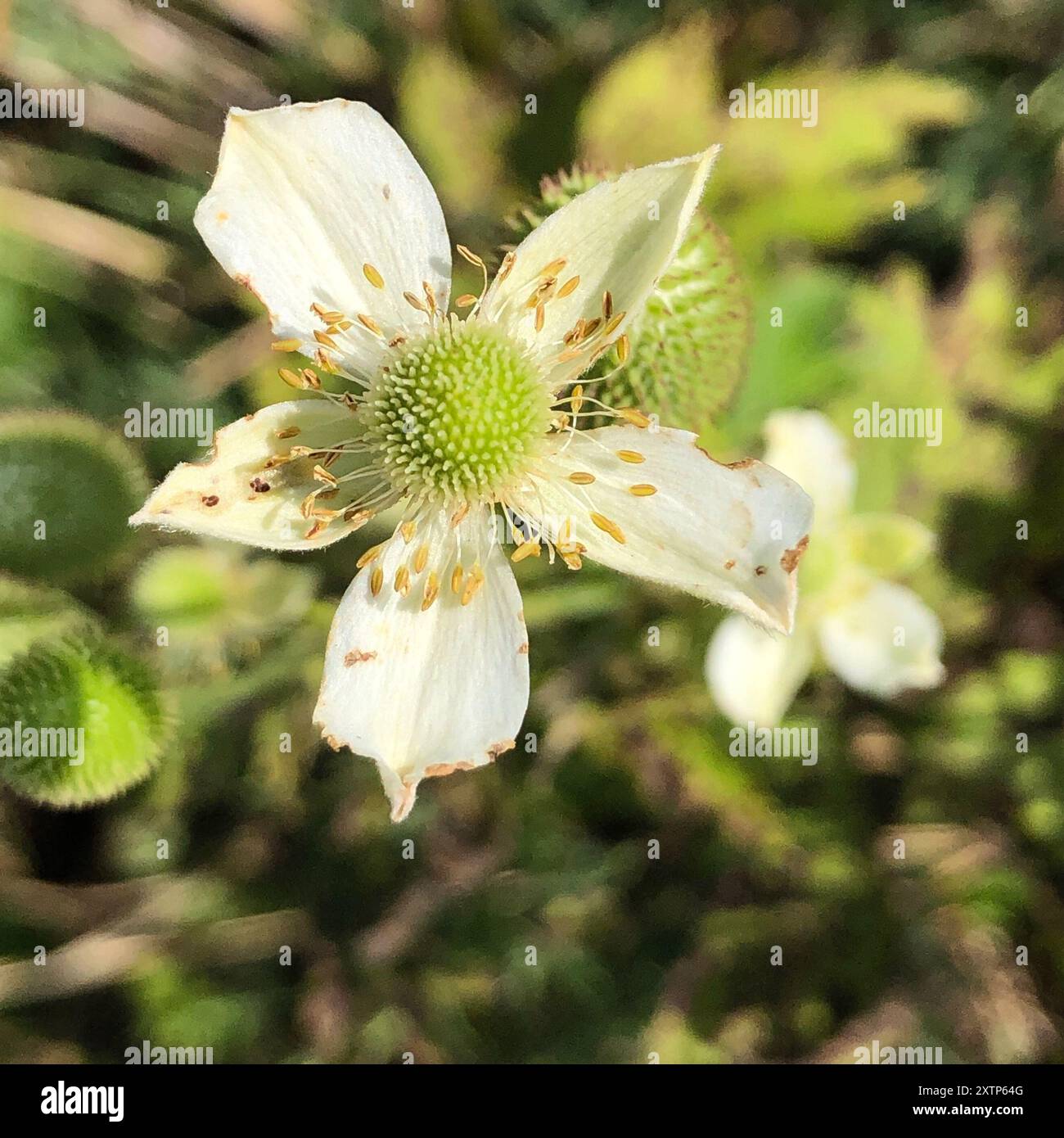 tall thimbleweed (Anemone virginiana) Plantae Stock Photo - Alamy