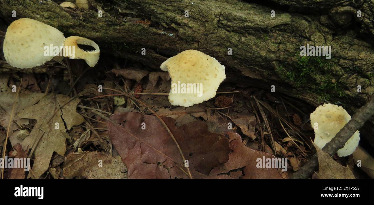 Pale Brittlestem (Candolleomyces candolleanus) Fungi Stock Photo - Alamy