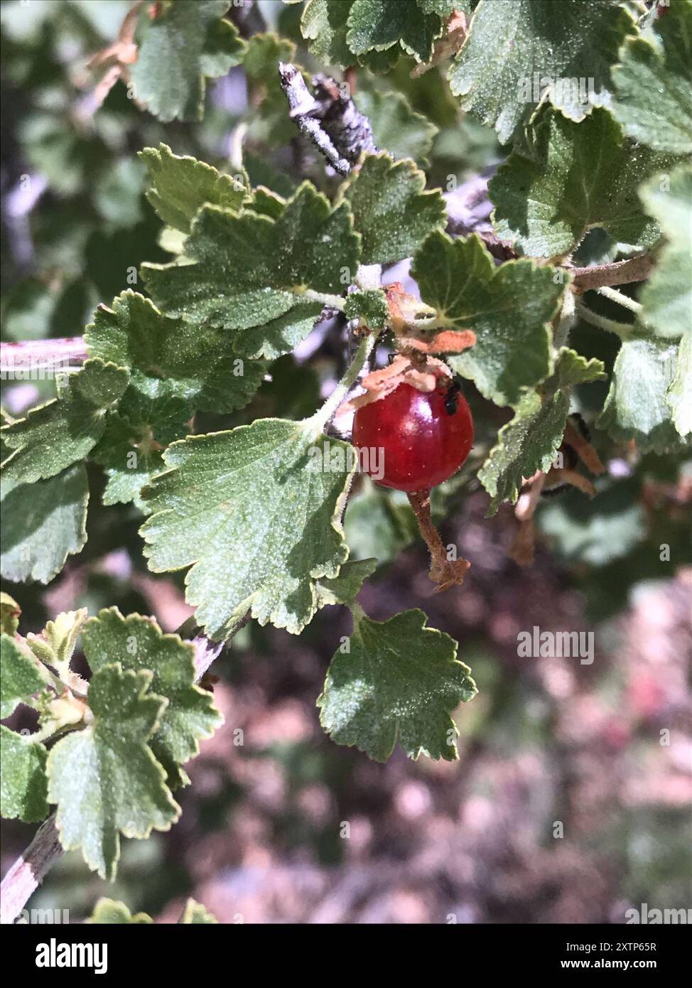 wax currant (Ribes cereum) Plantae Stock Photo - Alamy
