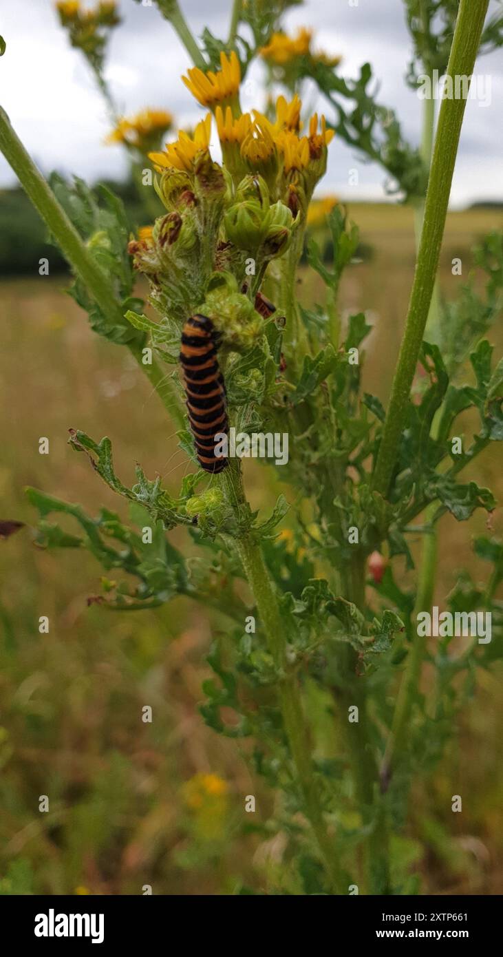 Cinnabar moth (Tyria jacobaeae) Insecta Stock Photo - Alamy