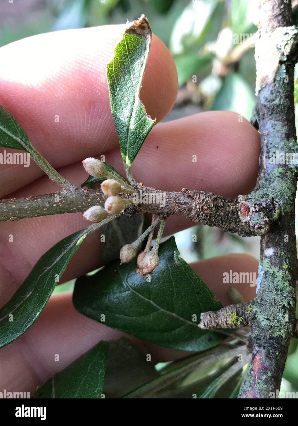 Gum bumelia (Sideroxylon lanuginosum) Plantae Stock Photo - Alamy