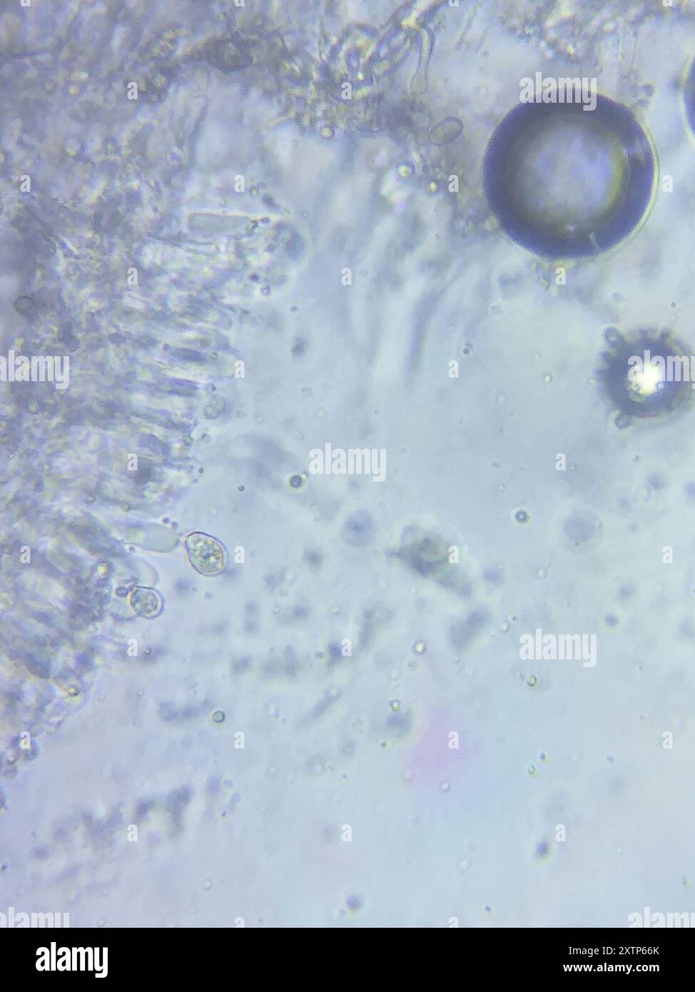 (Resinomycena rhododendri) Fungi Stock Photo - Alamy