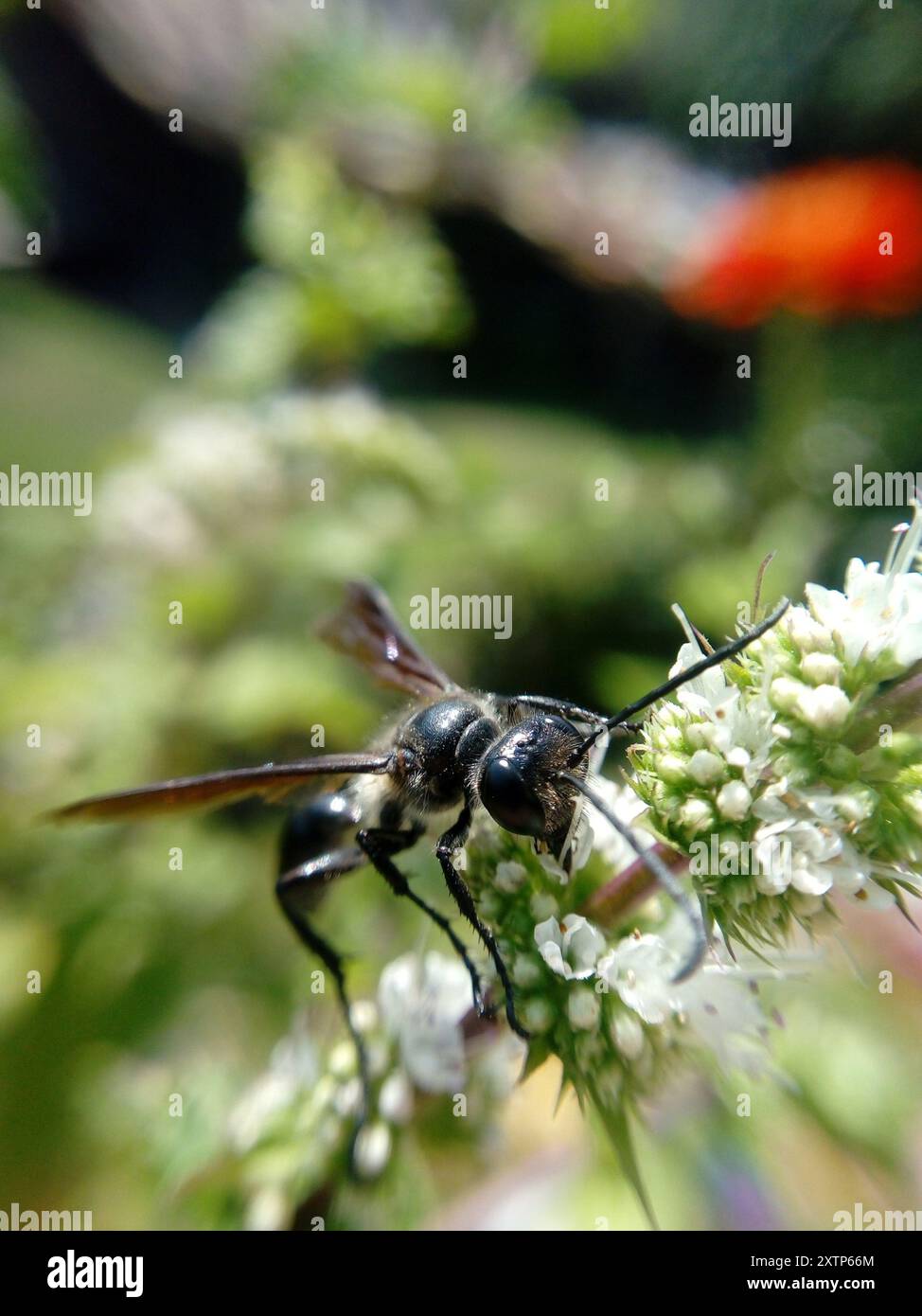 Mexican Grass-carrying Wasp (Isodontia mexicana) Insecta Stock Photo ...