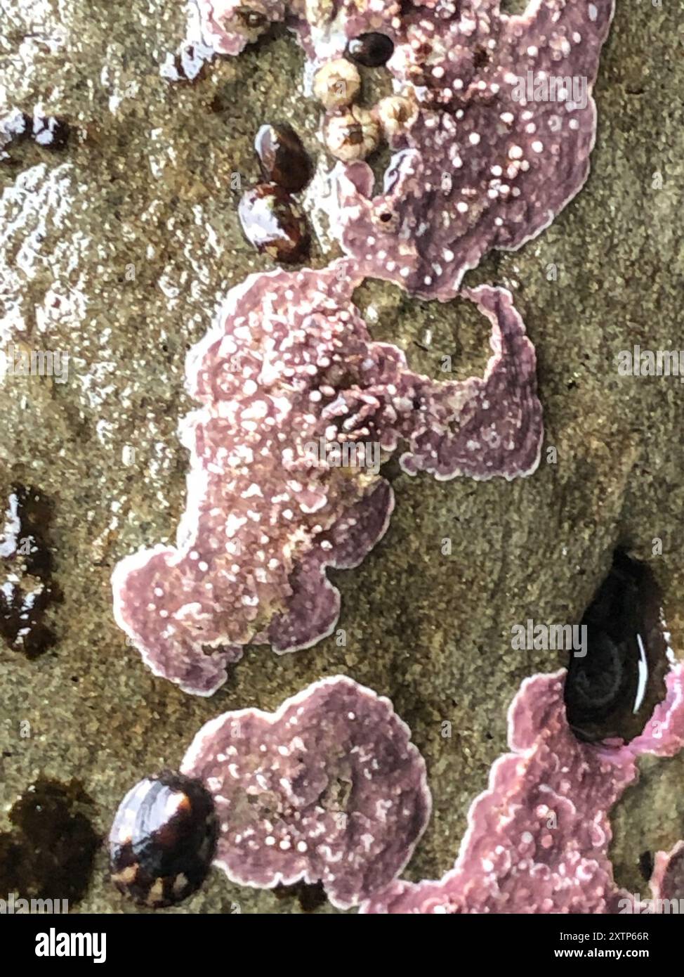 Crustose coralline algae hi-res stock photography and images - Alamy