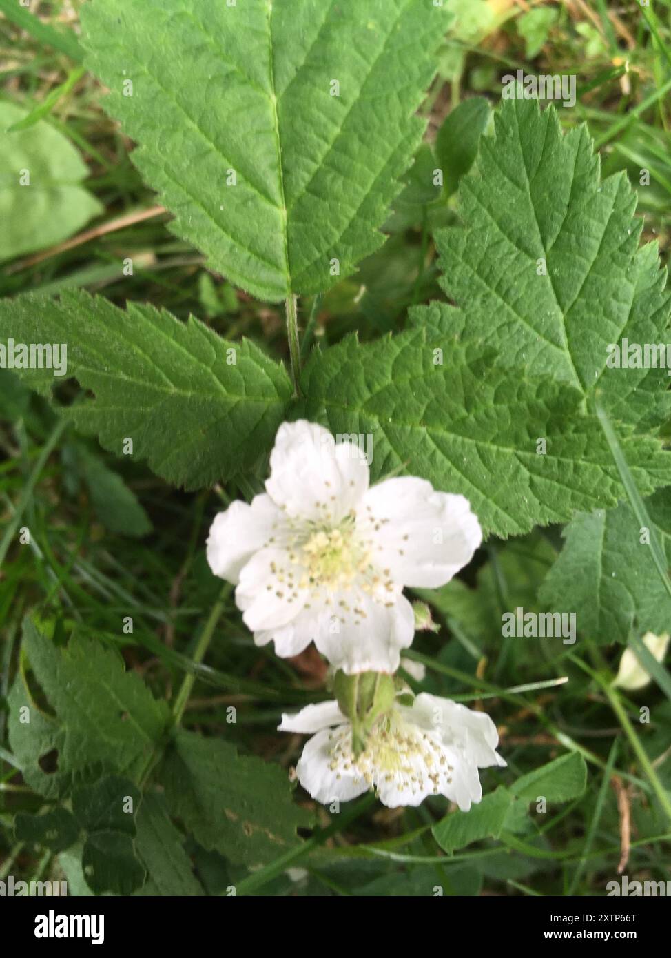 European dewberry (Rubus caesius) Plantae Stock Photo - Alamy