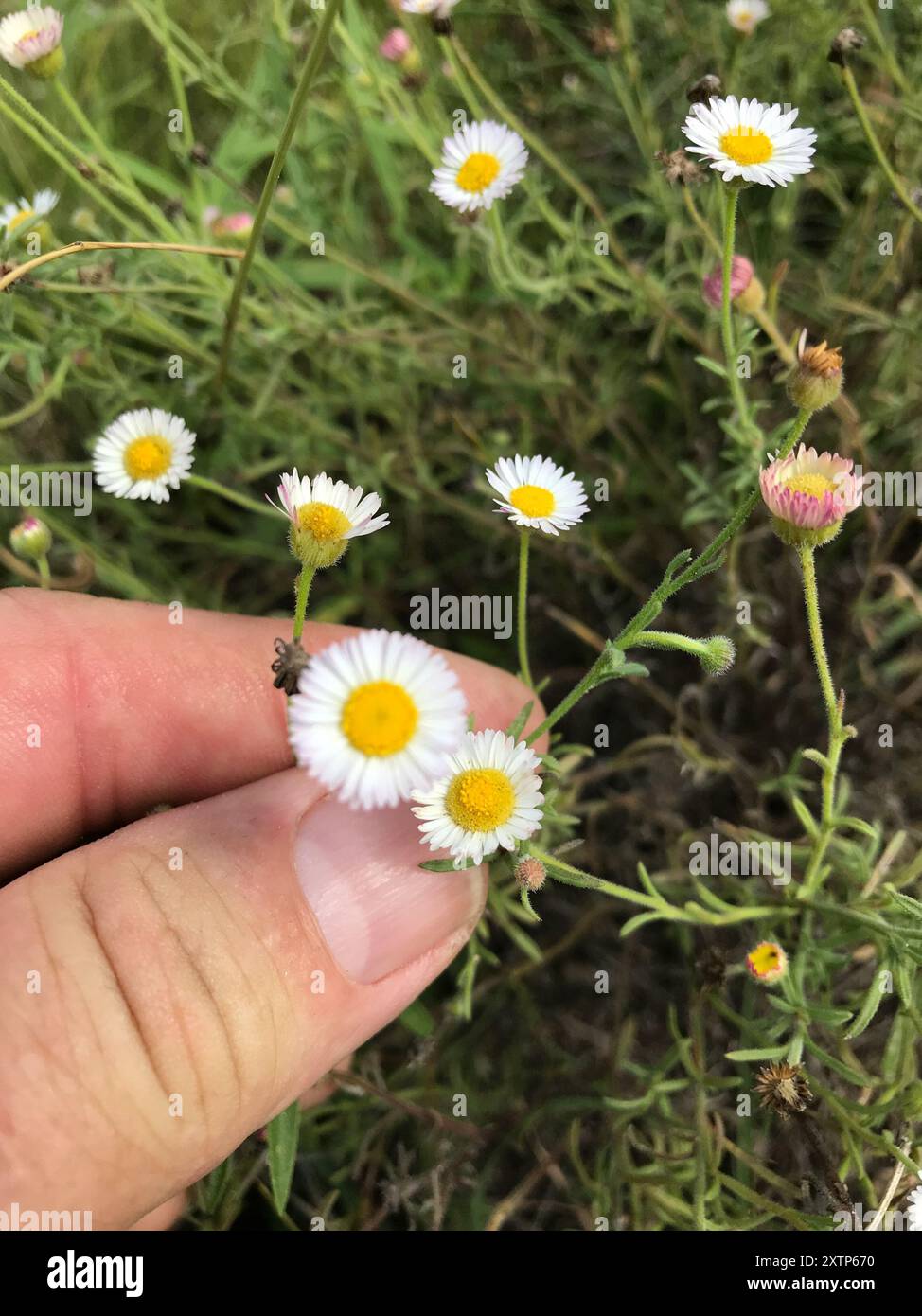 Plains fleabane (Erigeron modestus) Plantae Stock Photo - Alamy