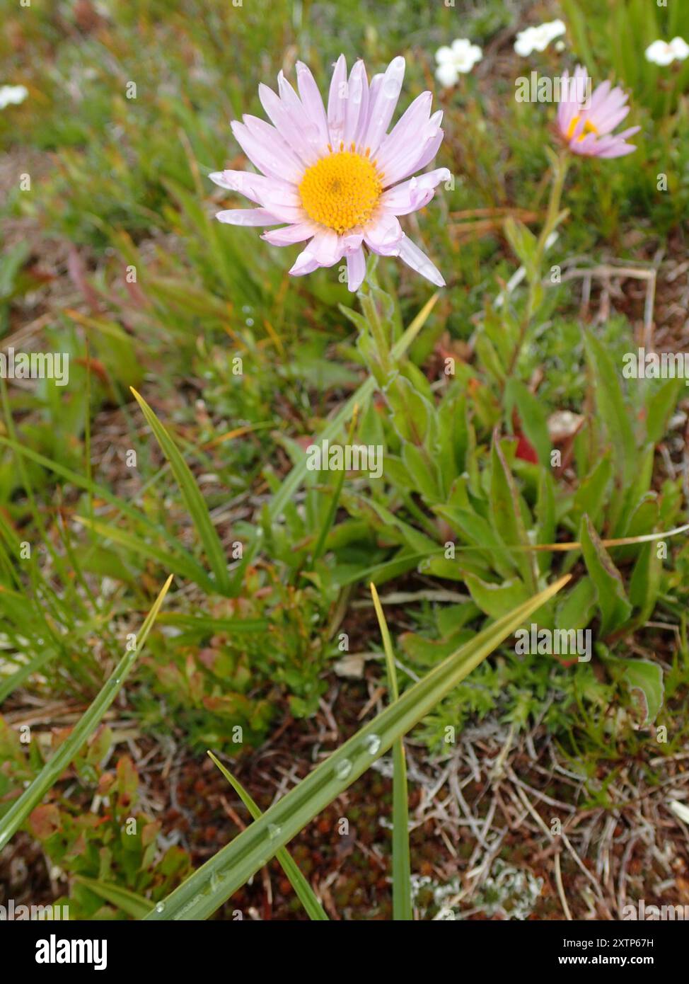 Subalpine Fleabane (Erigeron glacialis) Plantae Stock Photo - Alamy