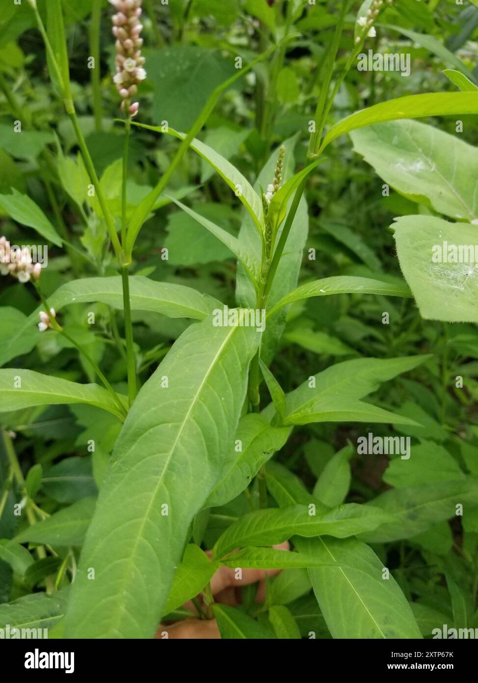 swamp smartweed (Persicaria hydropiperoides) Plantae Stock Photo - Alamy