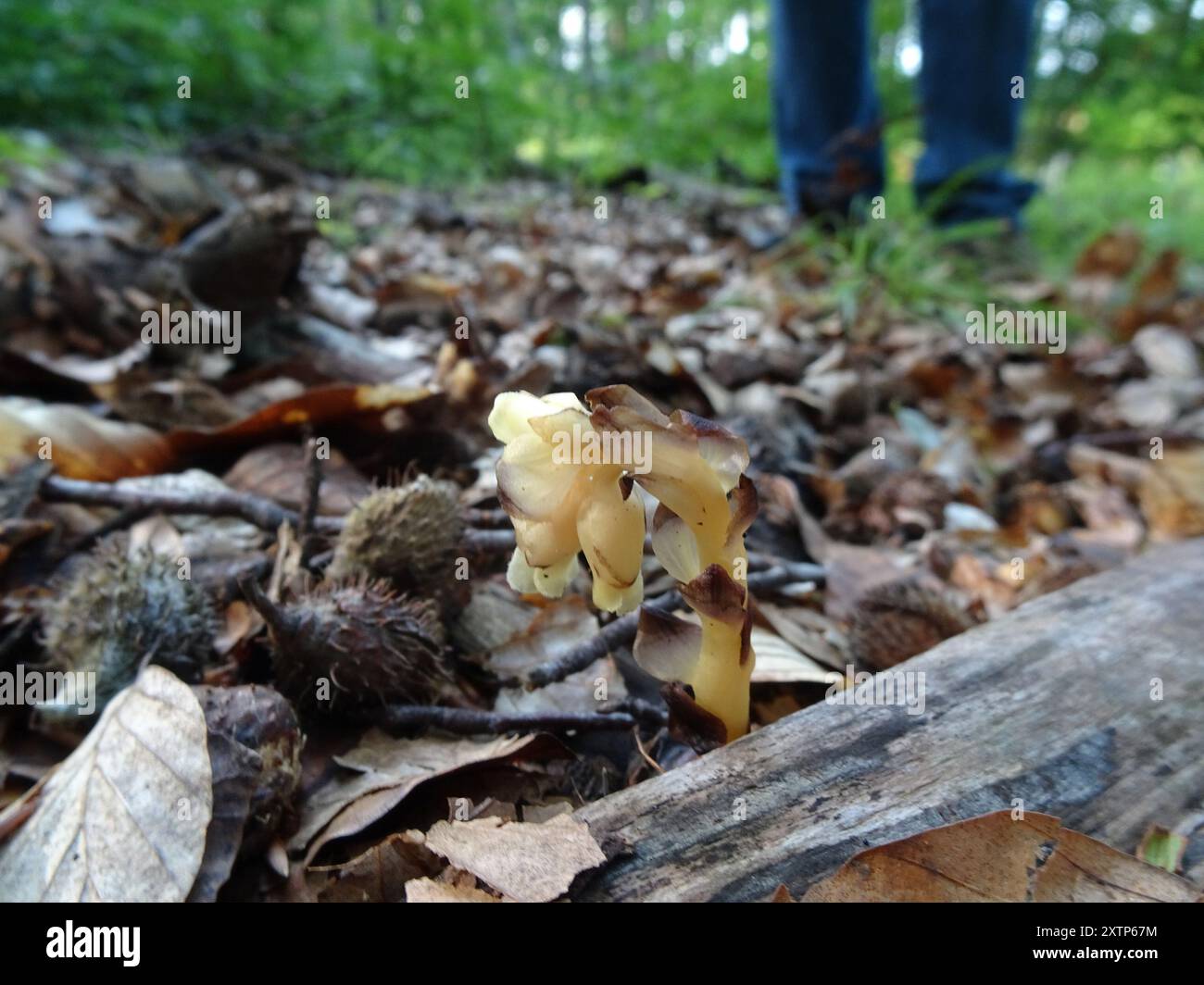 pinesap (Monotropa hypopitys) Plantae Stock Photo - Alamy