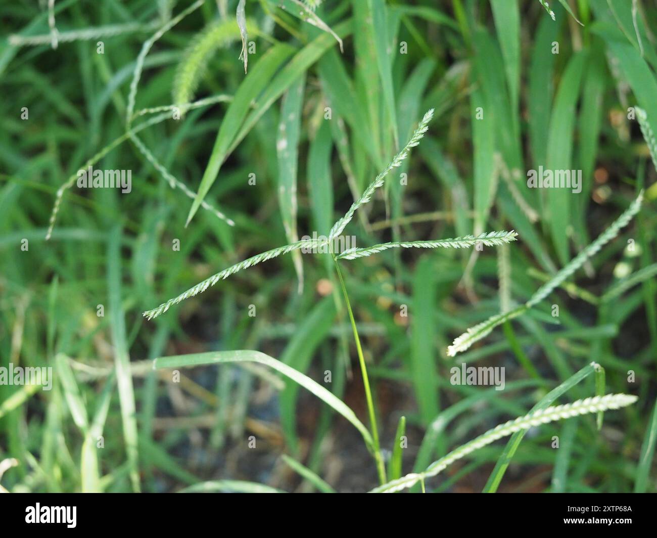 grasses (Poaceae) Plantae Stock Photo - Alamy