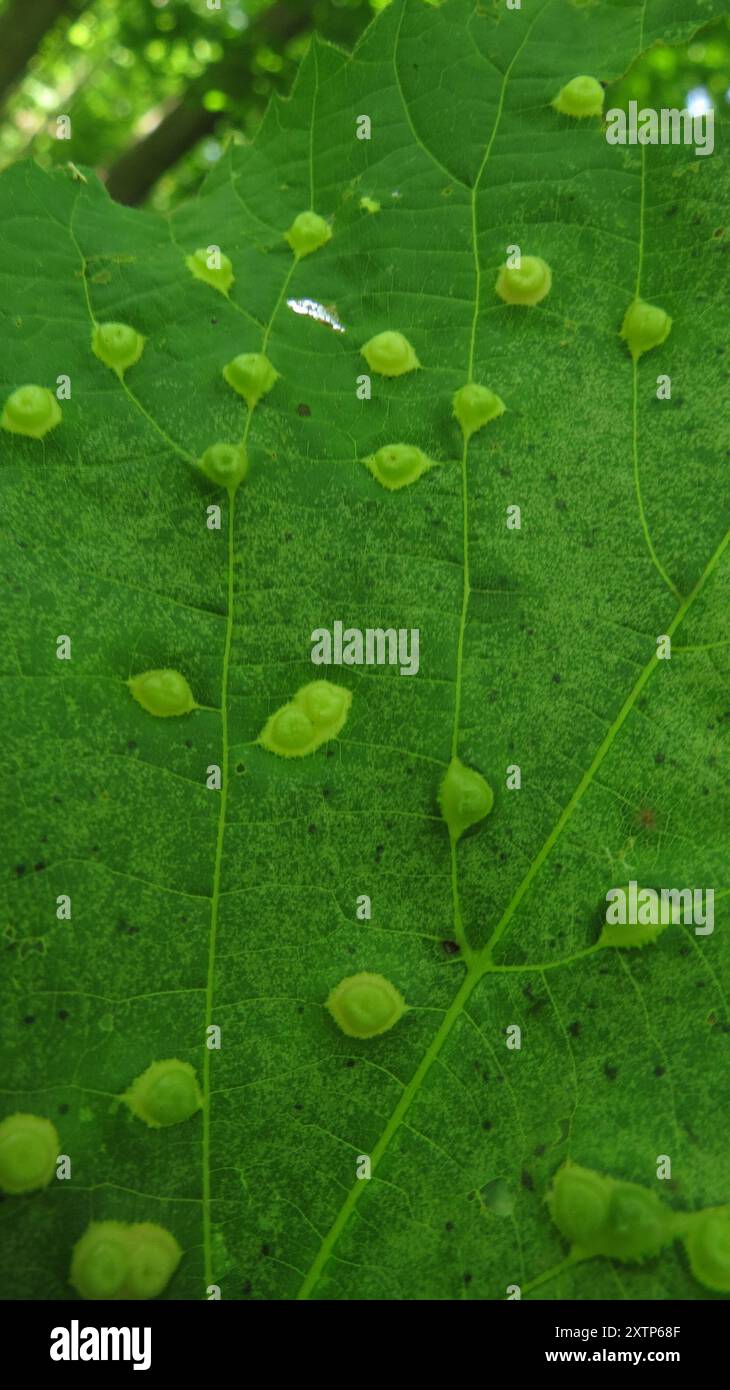 Linden Wart Gall Midge (Contarinia verrucicola) Insecta Stock Photo - Alamy