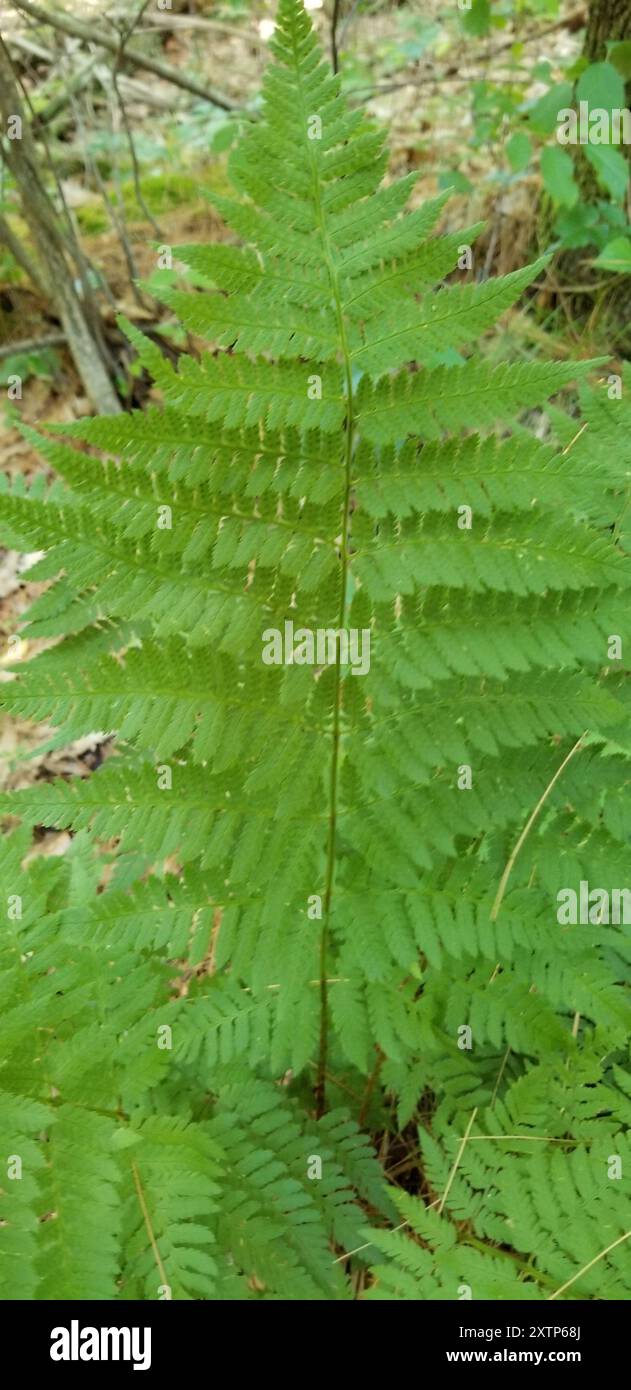spinulose wood fern (Dryopteris carthusiana) Plantae Stock Photo - Alamy