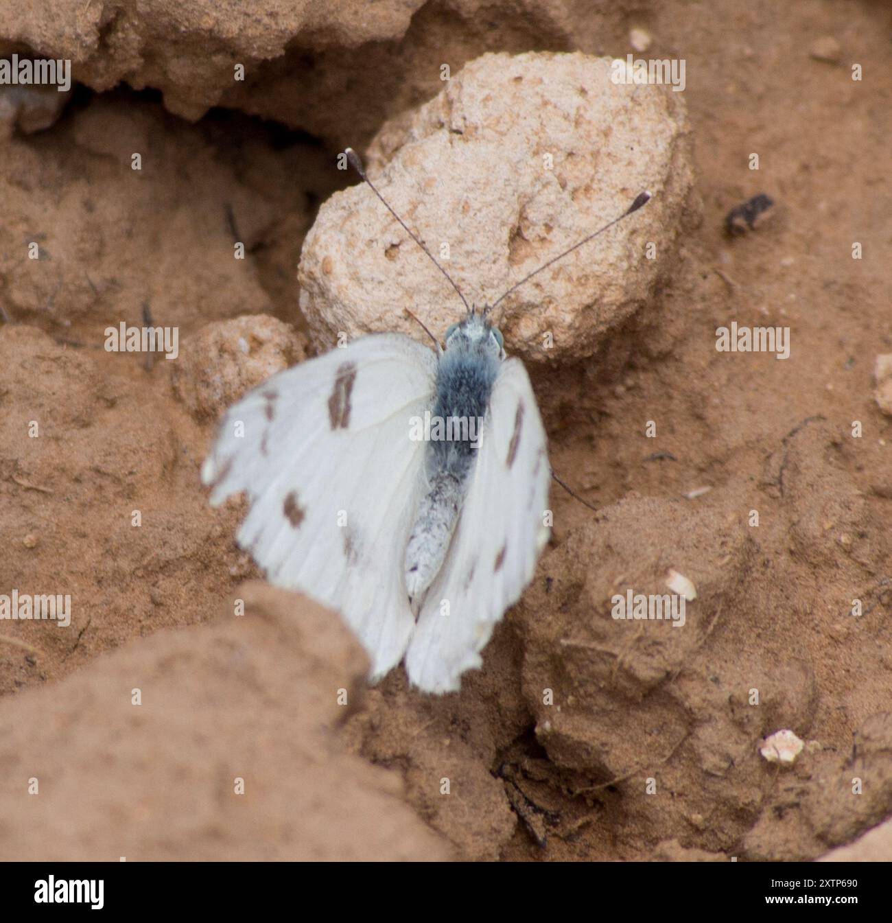 Checkered White (Pontia protodice) Insecta Stock Photo - Alamy