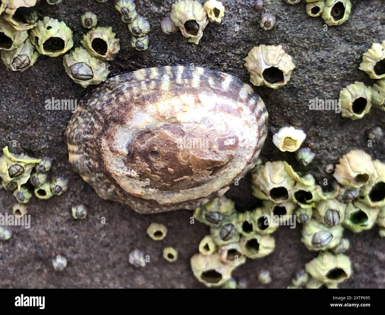 Owl Limpet (Lottia gigantea) Mollusca Stock Photo - Alamy