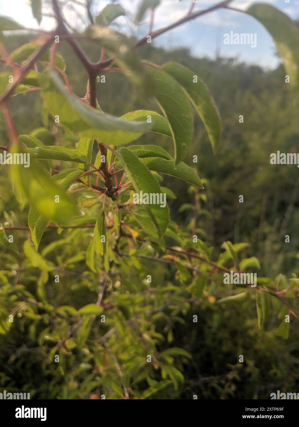 Chickasaw plum (Prunus angustifolia) Plantae Stock Photo - Alamy