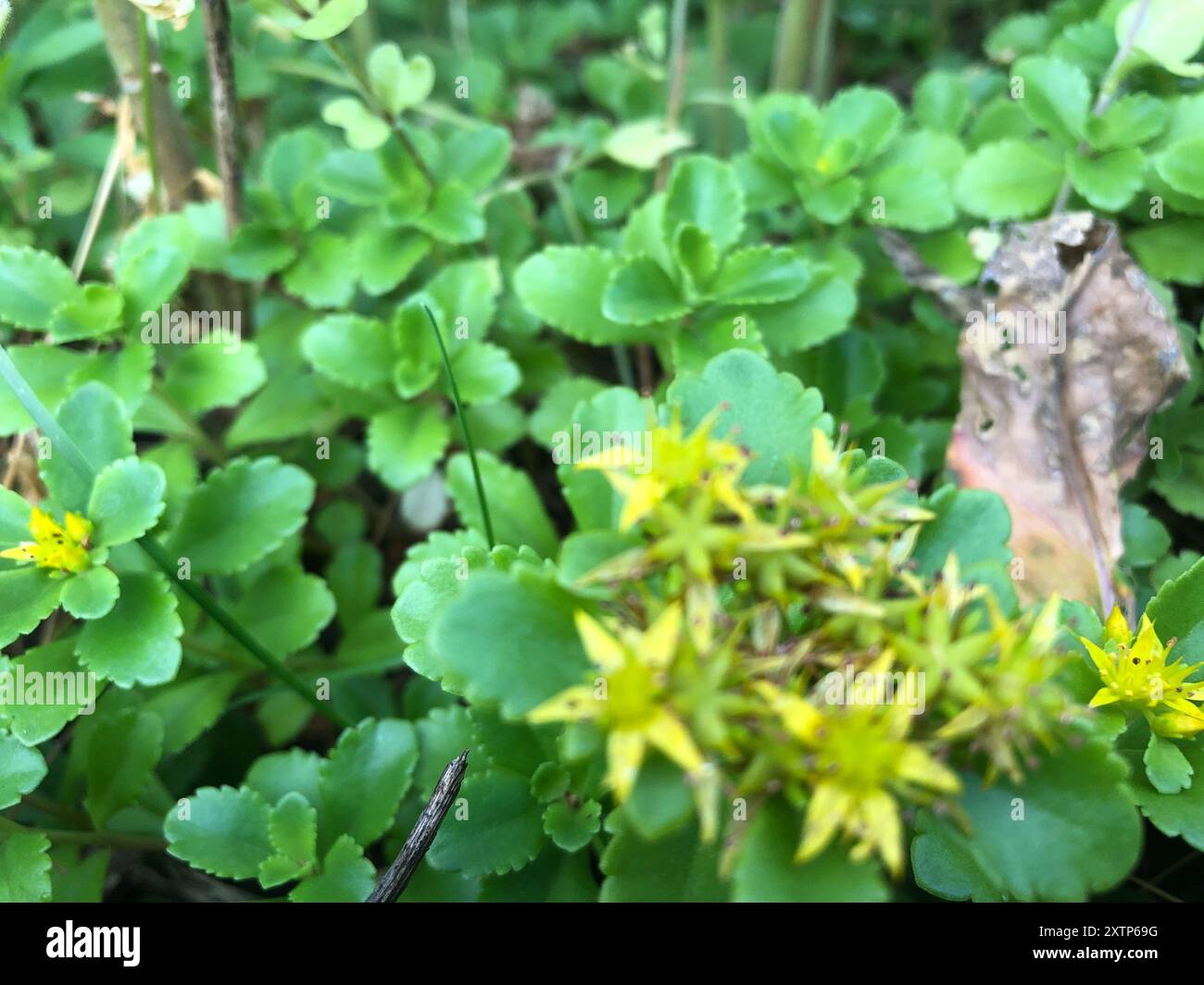 Roseroot (Rhodiola rosea) Plantae Stock Photo - Alamy