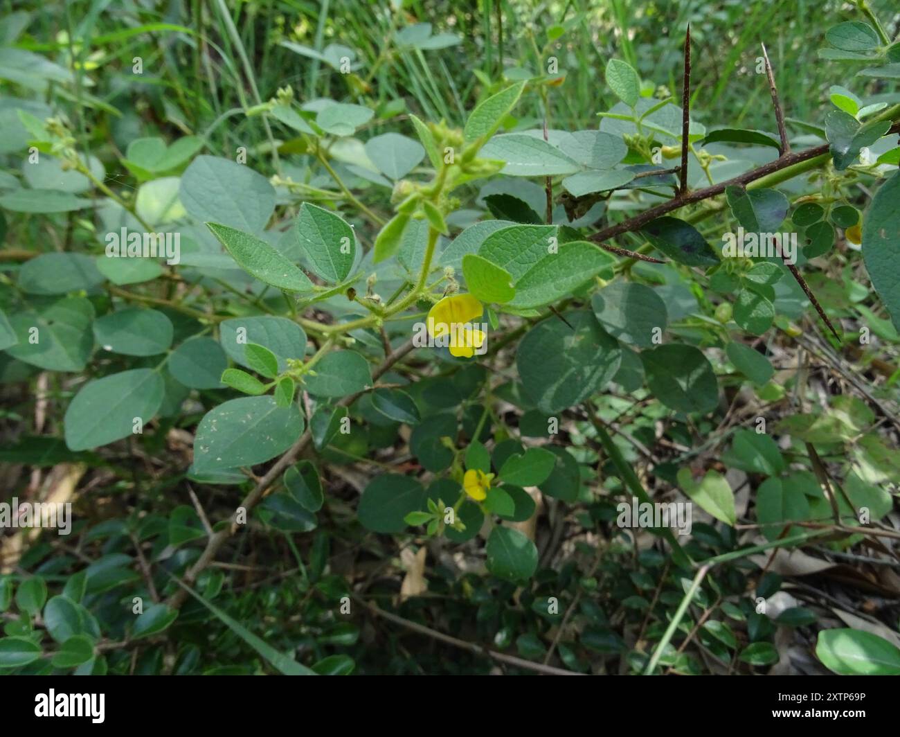 (Cajanus albicans) Plantae Stock Photo - Alamy