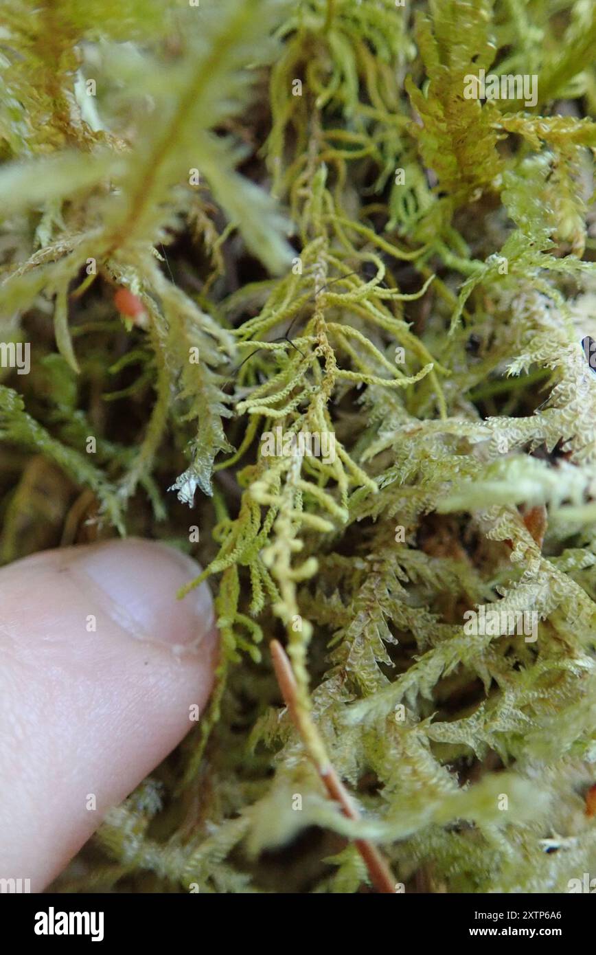 crispleaf roughmoss (Claopodium crispifolium) Plantae Stock Photo - Alamy