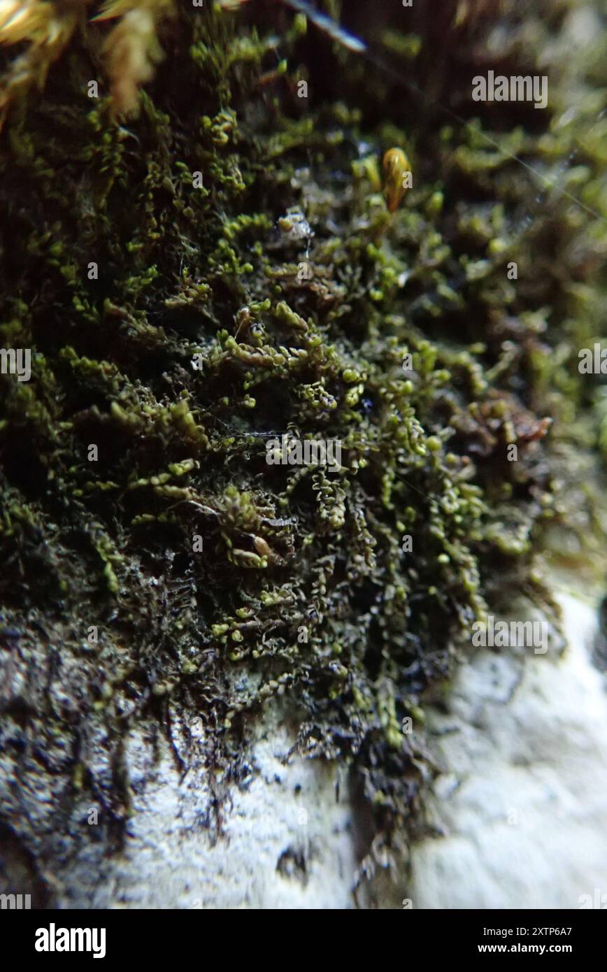 leafy and simple thalloid liverworts (Jungermanniopsida) Plantae Stock ...