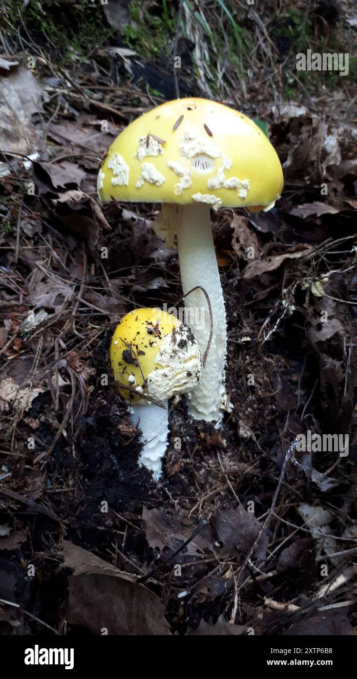 American Yellow Fly Agaric (Amanita muscaria guessowii) Fungi Stock ... American Yellow Fly Agaric (Amanita muscaria guessowii) Fungi Stock ...