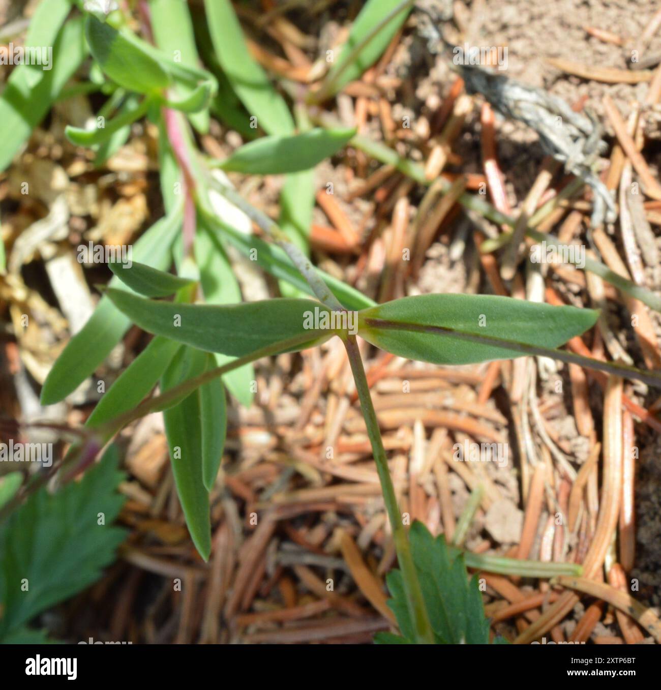 Creeping Baby's-breath (Gypsophila repens) Plantae Stock Photo - Alamy