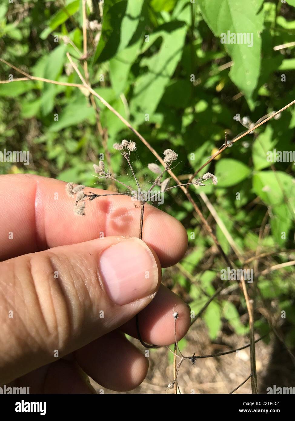 common hedge parsley (Torilis arvensis) Plantae Stock Photo - Alamy