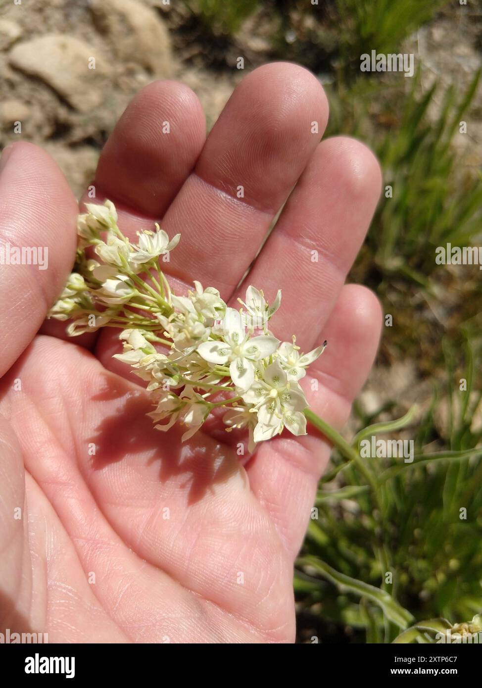 white Frasera (Frasera montana) Plantae Stock Photo - Alamy