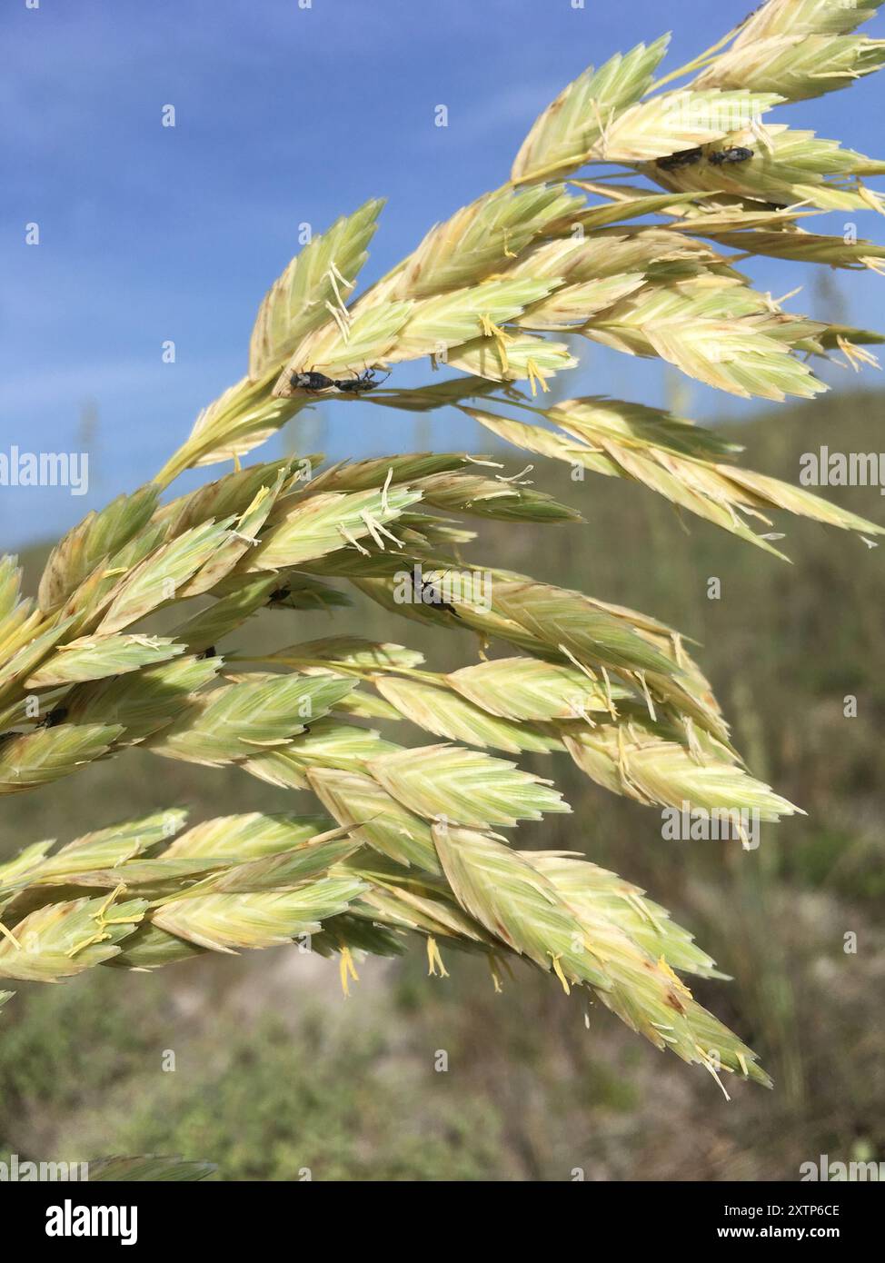 sea oats (Uniola paniculata) Plantae Stock Photo - Alamy