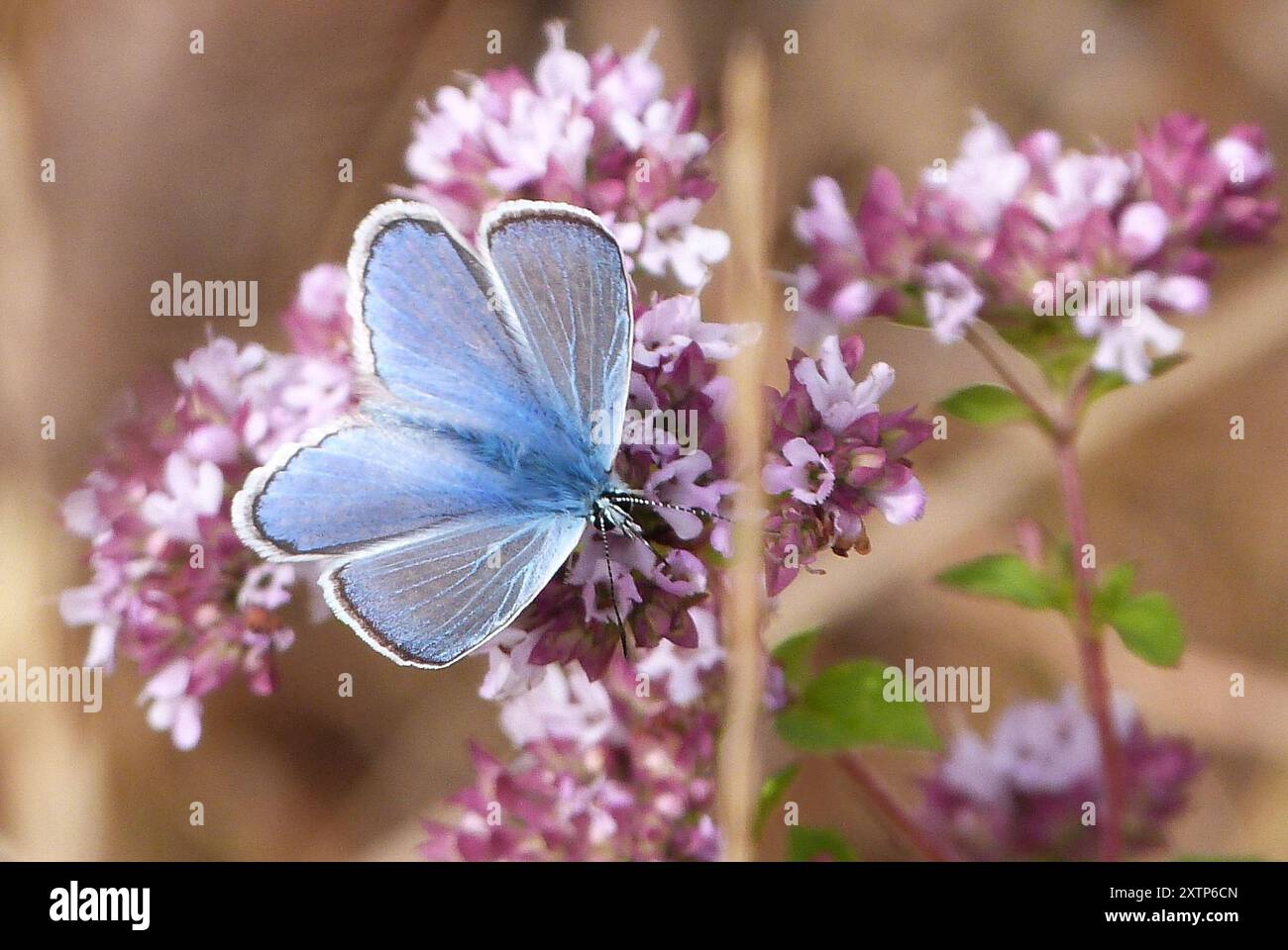 Common Blue (Polyommatus icarus) Insecta Stock Photo - Alamy
