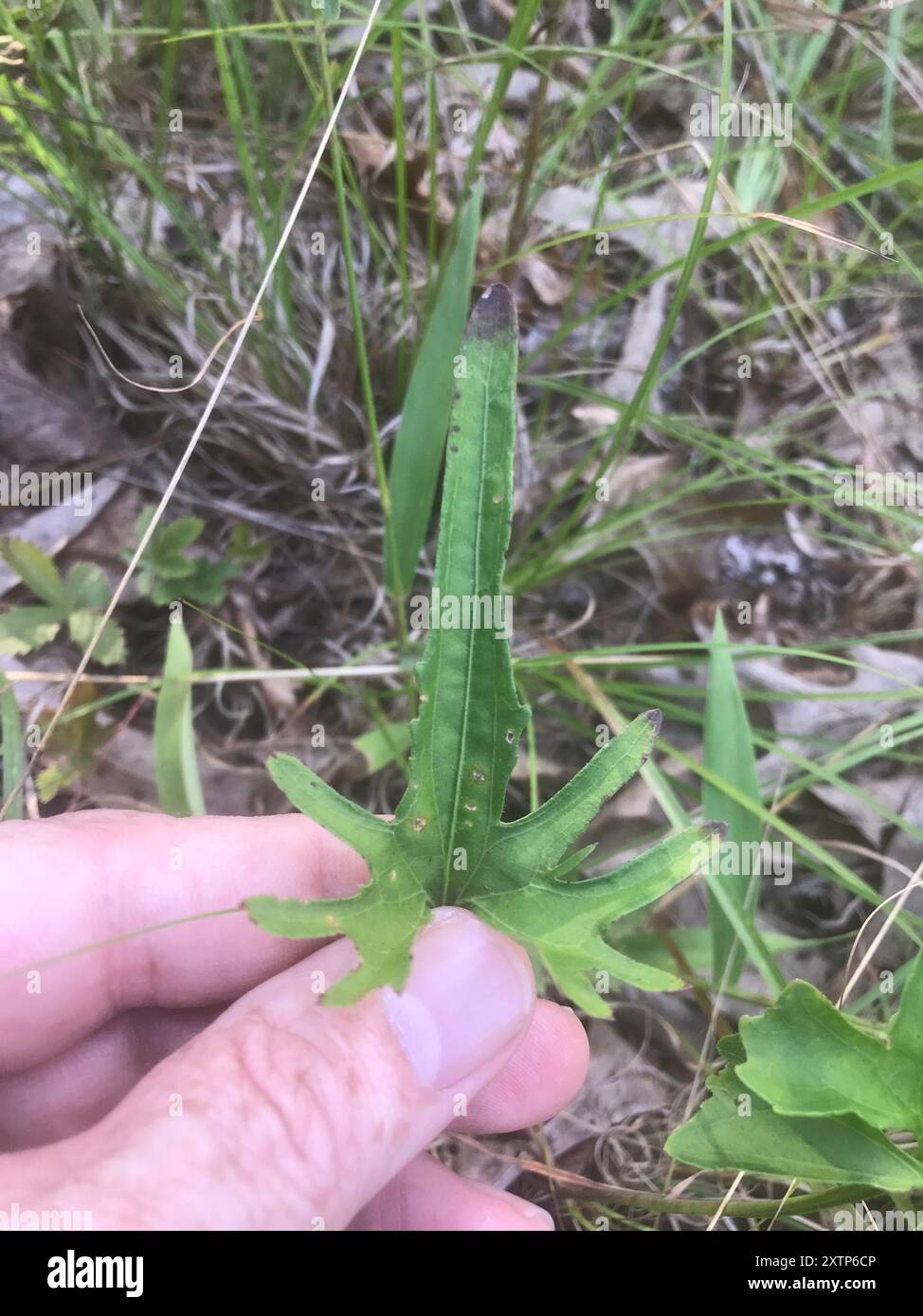 three-lobed violet (Viola palmata) Plantae Stock Photo - Alamy