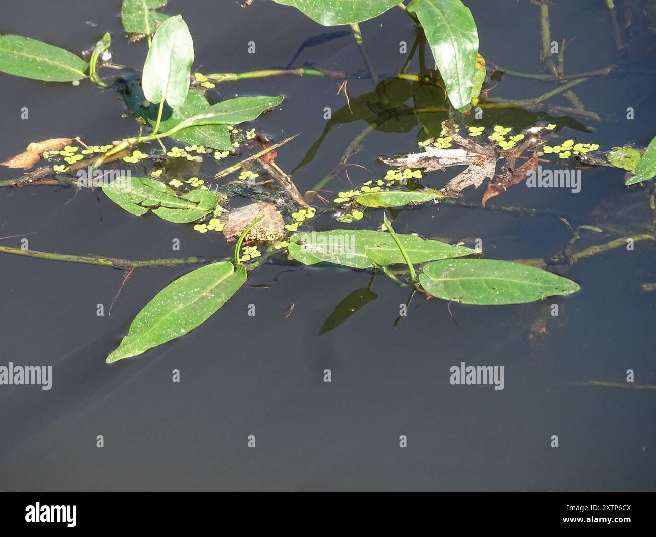 water smartweed (Persicaria amphibia) Plantae Stock Photo - Alamy