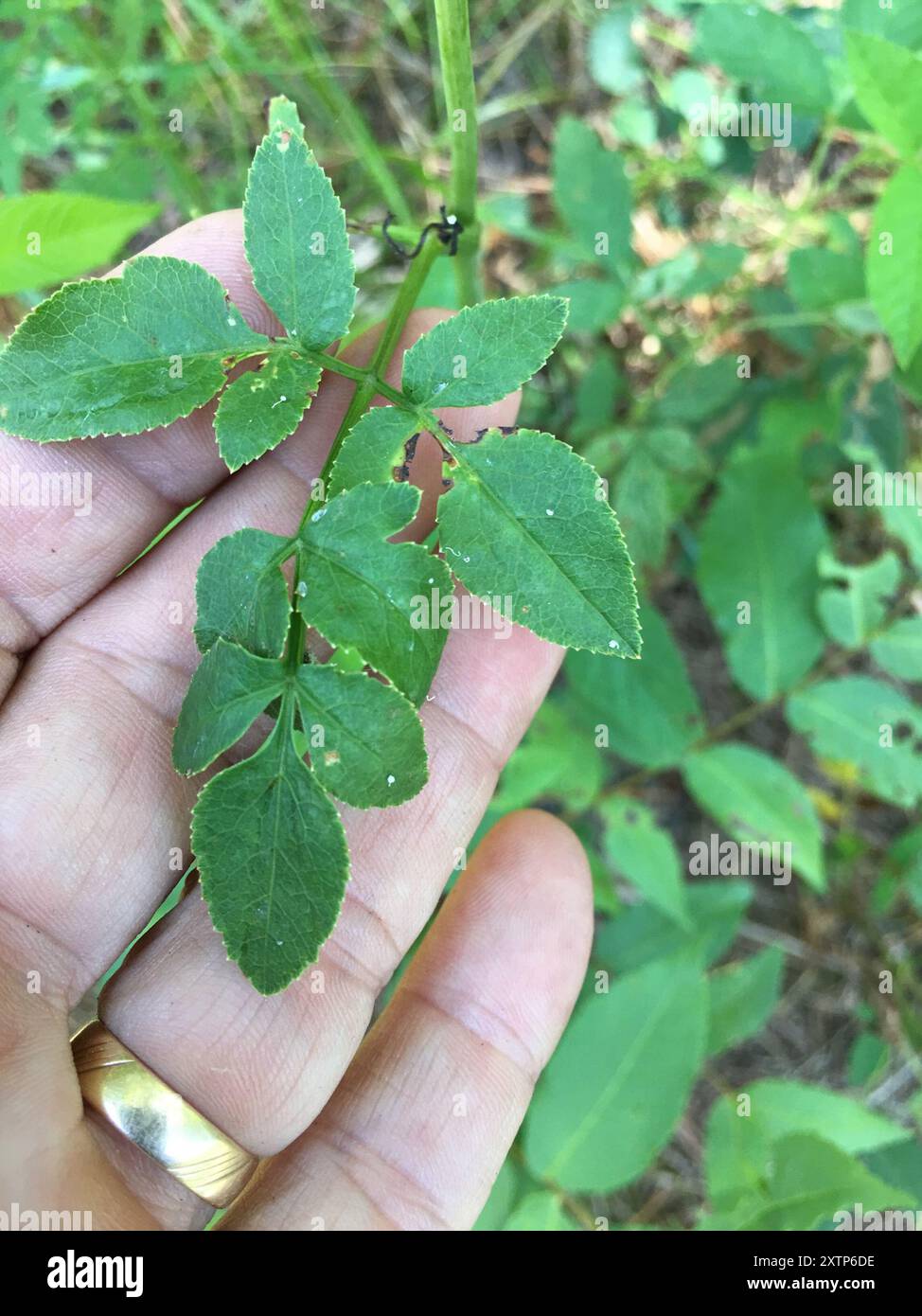 carrot family (Apiaceae) Plantae Stock Photo - Alamy