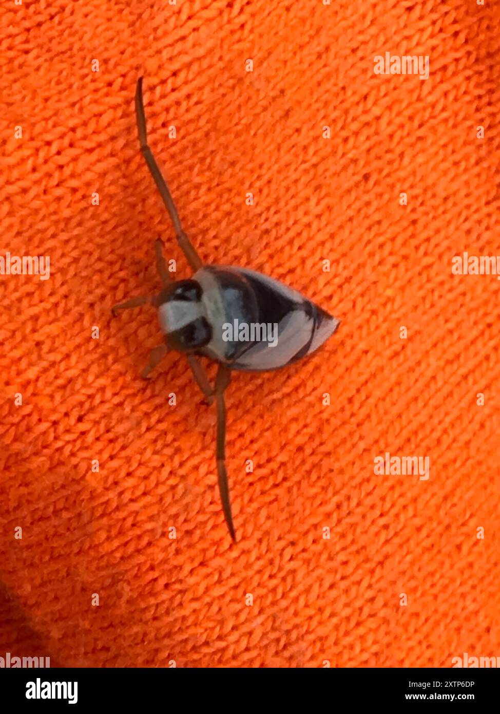 Water Bugs (Nepomorpha) Insecta Stock Photo - Alamy