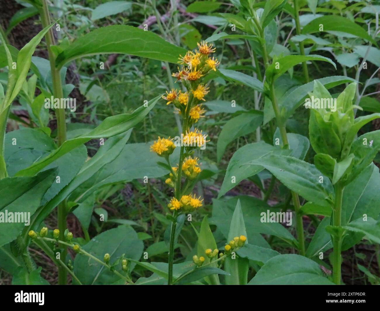 Swamp Goldenrod (Solidago patula) Plantae Stock Photo - Alamy