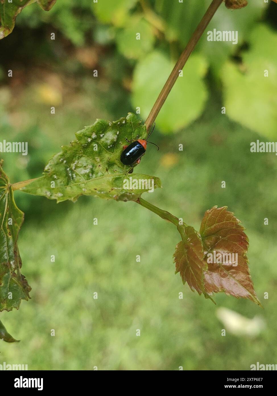 Shiny Flea Beetle (Asphaera lustrans) Insecta Stock Photo - Alamy