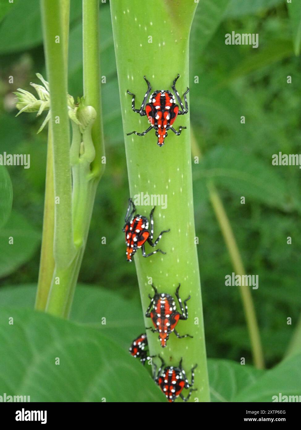 Spotted Lanternfly (Lycorma delicatula) Insecta Stock Photo - Alamy