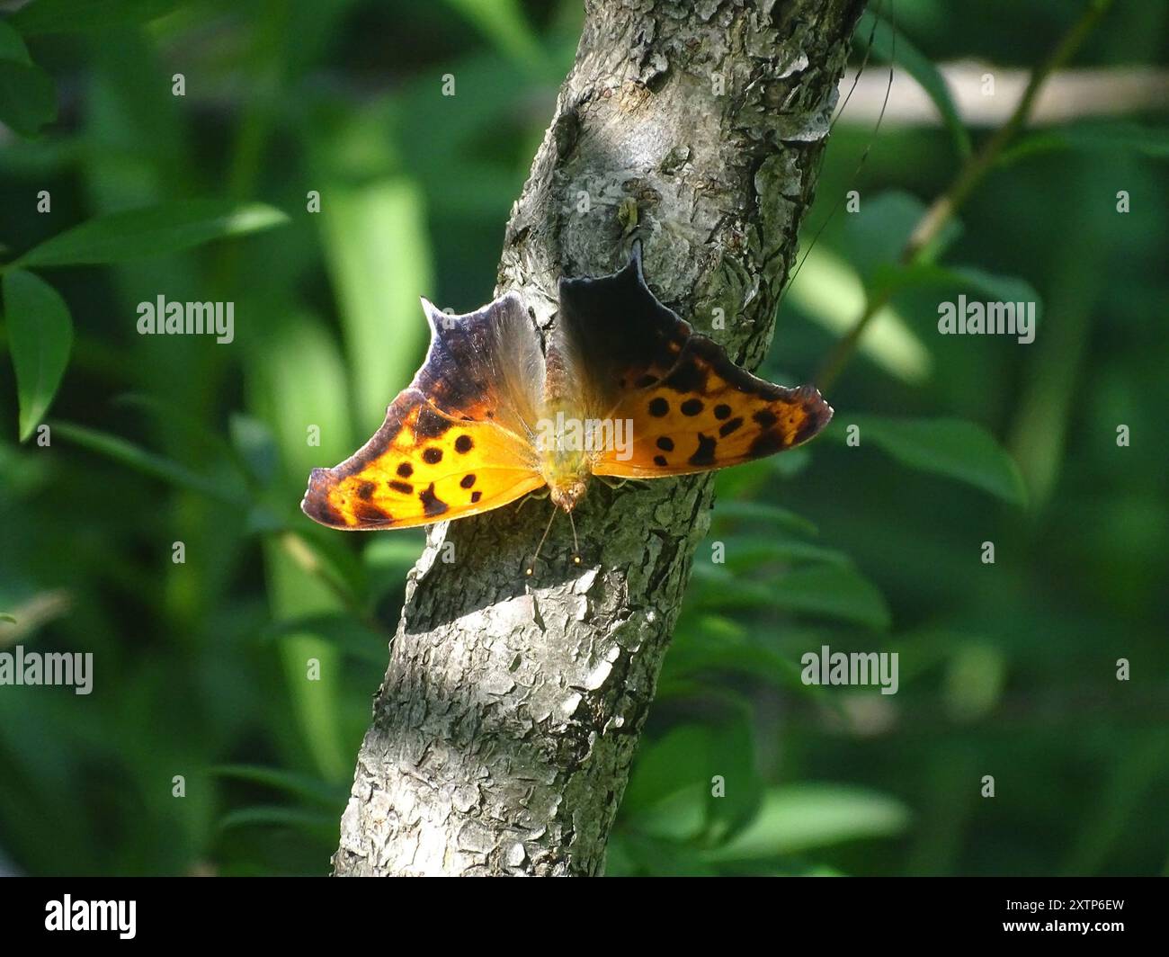 Question Mark (Polygonia interrogationis) Insecta Stock Photo - Alamy