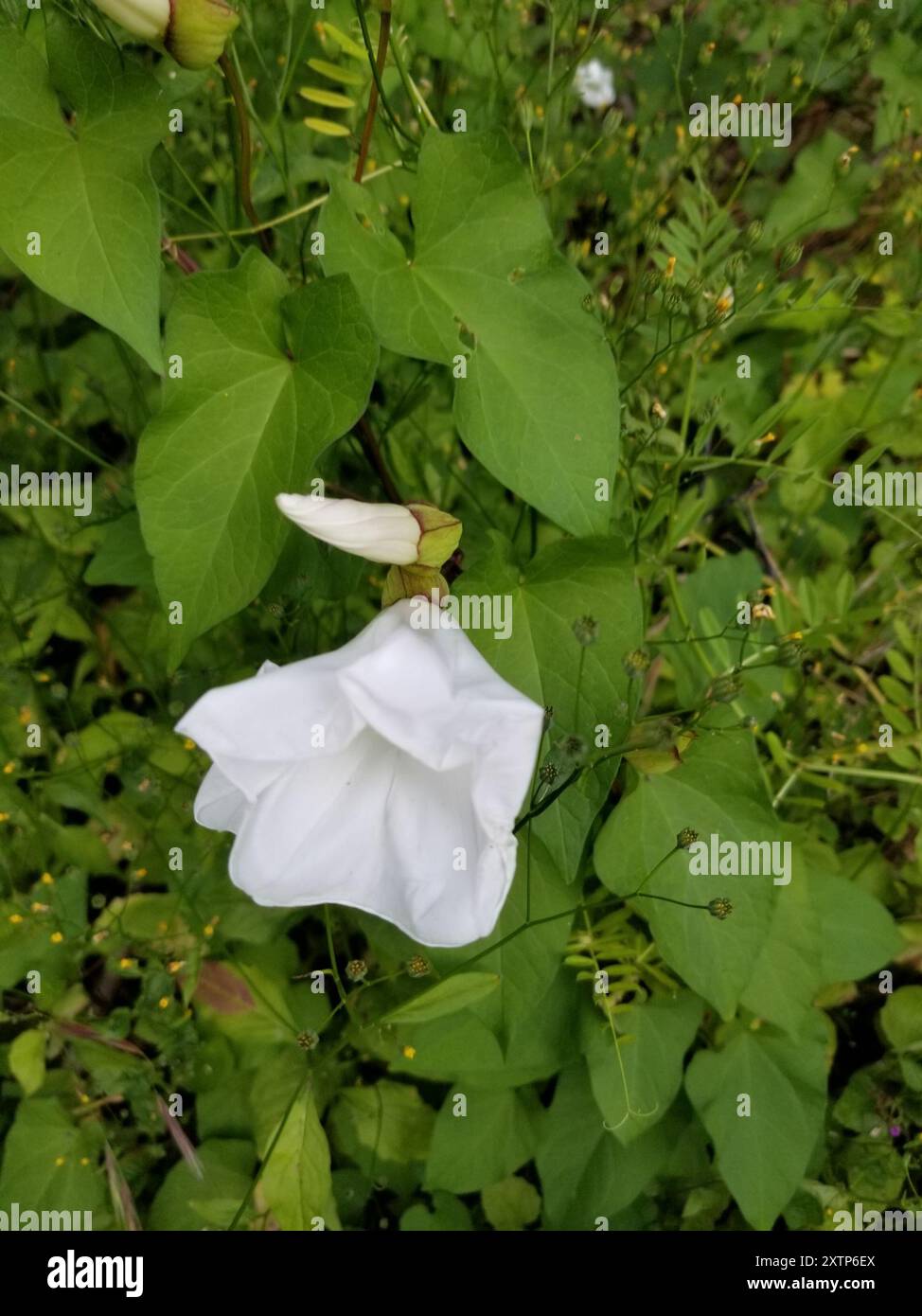 large bindweed (Calystegia silvatica) Plantae Stock Photo - Alamy