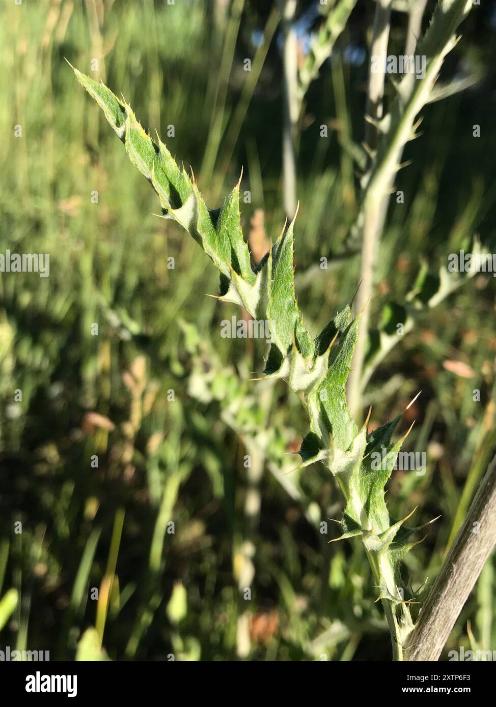 wavyleaf thistle (Cirsium undulatum) Plantae Stock Photo - Alamy
