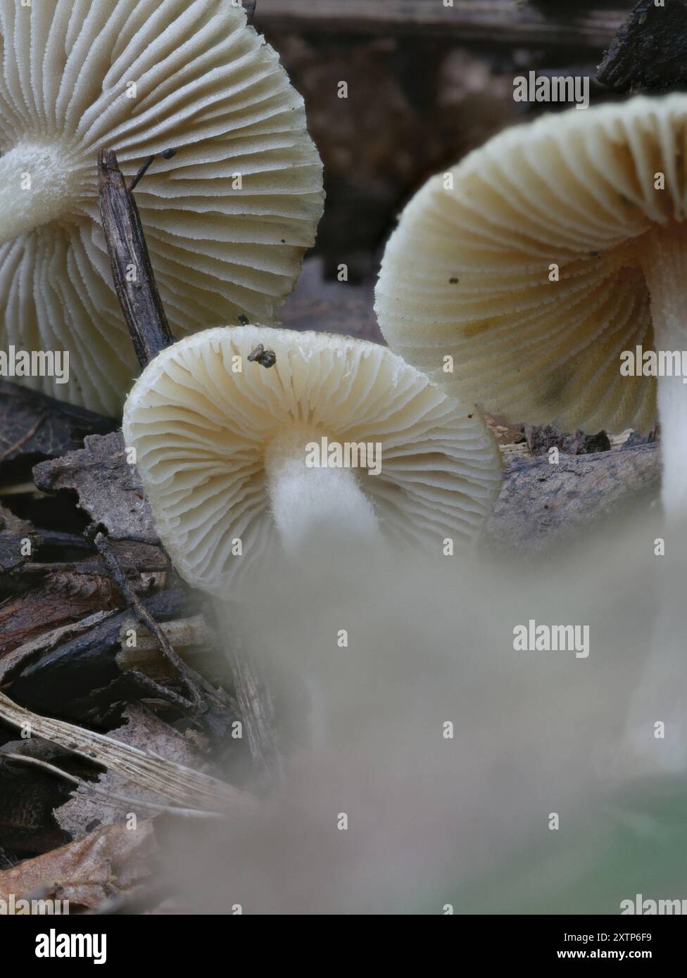 (Pseudosperma friabile) Fungi Stock Photo - Alamy