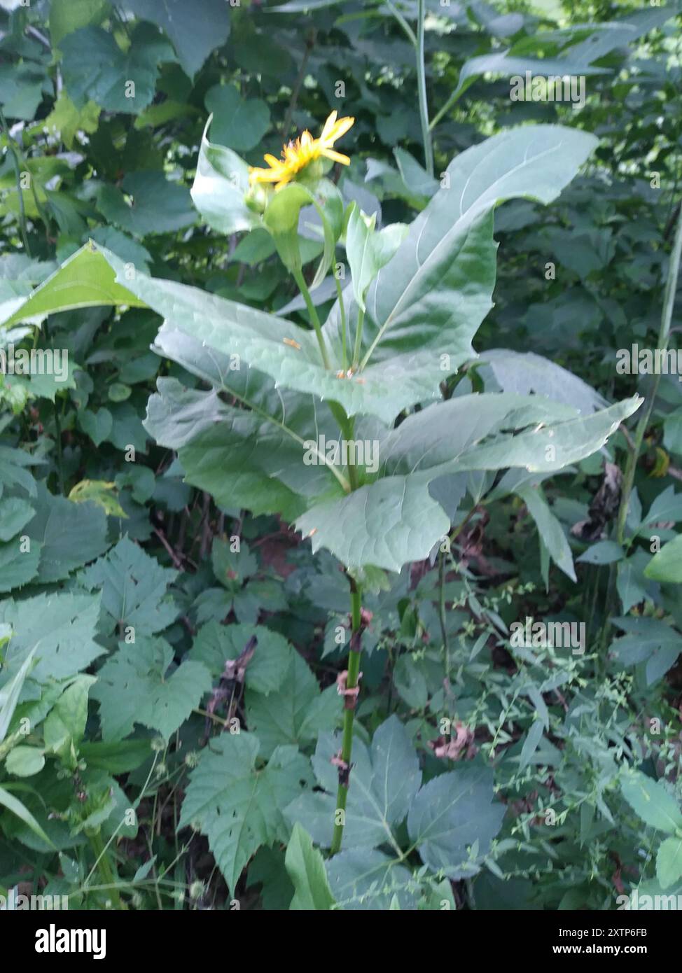cup plant (Silphium perfoliatum) Plantae Stock Photo - Alamy