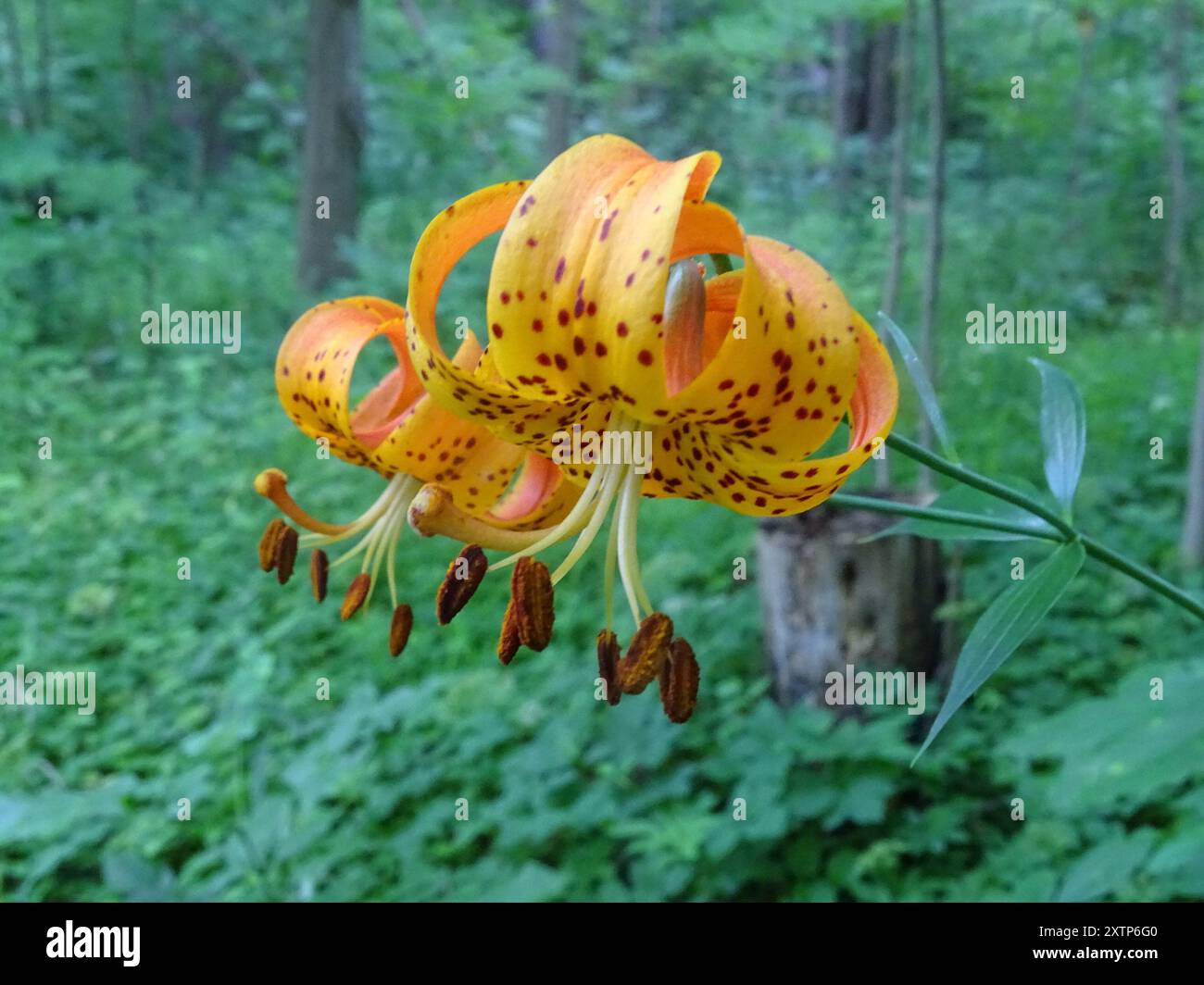 Michigan lily (Lilium michiganense) Plantae Stock Photo - Alamy
