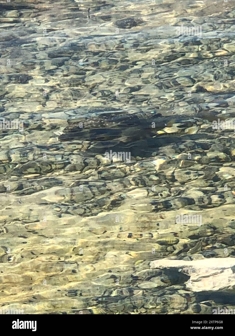 Buffalo Trunkfish (Lactophrys trigonus) Actinopterygii Stock Photo - Alamy