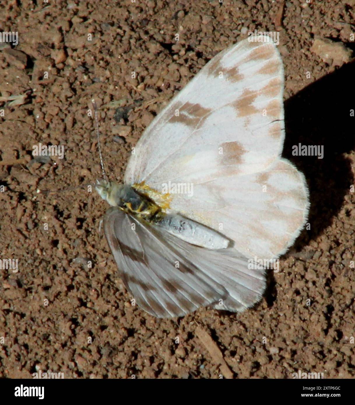 Checkered White (Pontia protodice) Insecta Stock Photo - Alamy