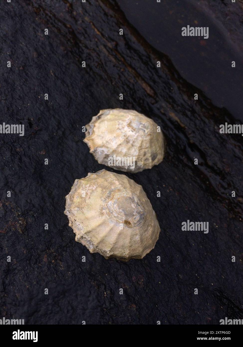 Common European Limpet (Patella vulgata) Mollusca Stock Photo - Alamy