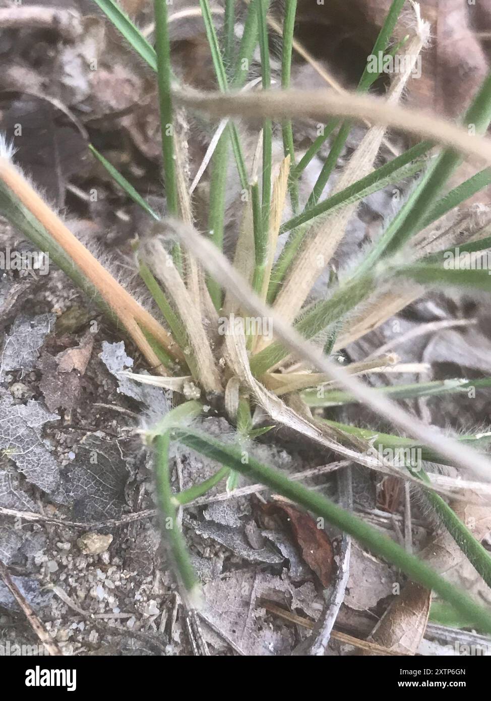 silky oat-grass (Danthonia sericea) Plantae Stock Photo - Alamy