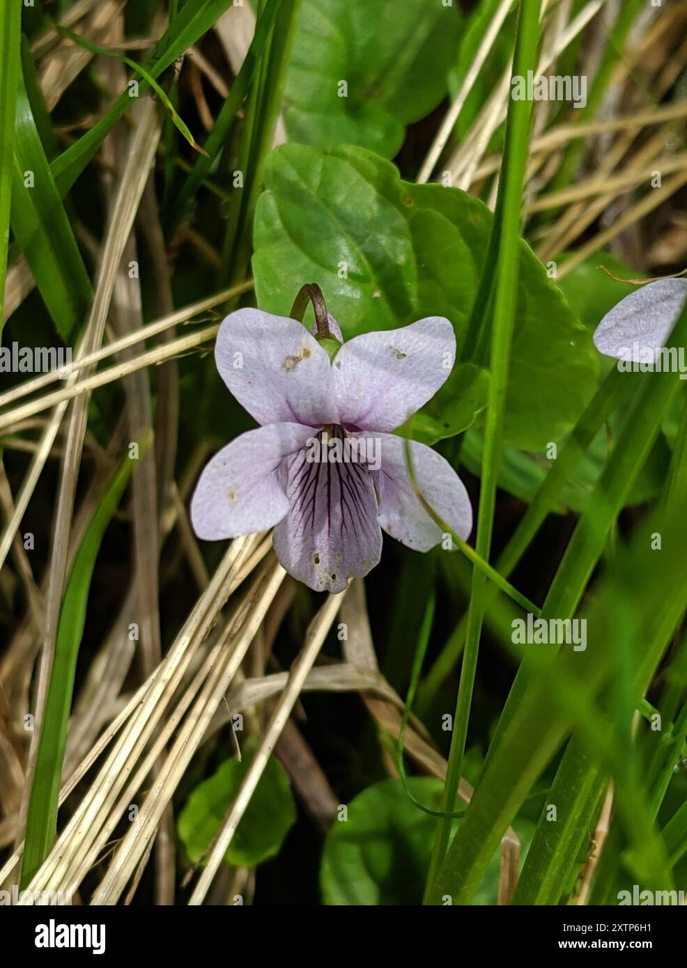 alpine marsh violet (Viola palustris) Plantae Stock Photo - Alamy